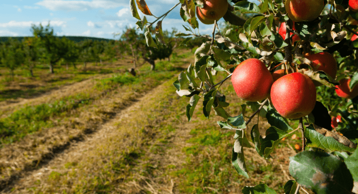 Apple Picking Orchards in the Nashville Area | Nashville Moms Apple Picking Orchards in the Nashville Area | Nashville Moms